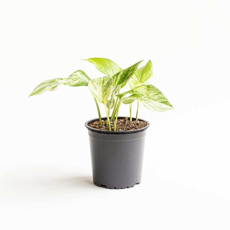 Scindapsus Marble Queen (Pothus) « Mi Mercadito