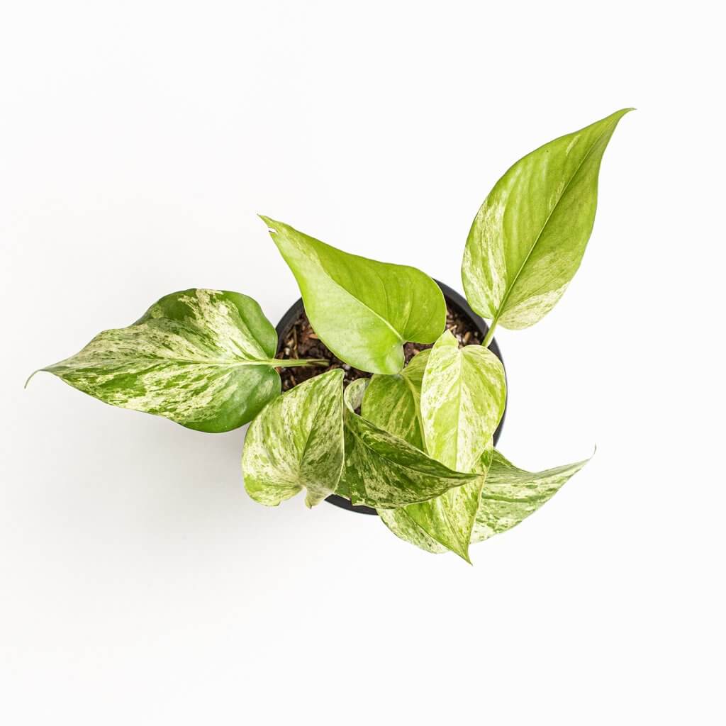 Scindapsus Marble Queen (Pothus) « Mi Mercadito