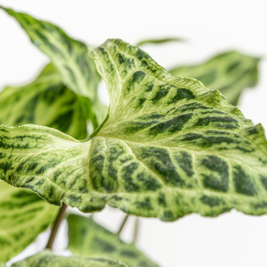 Singonio Batik « Mi Mercadito